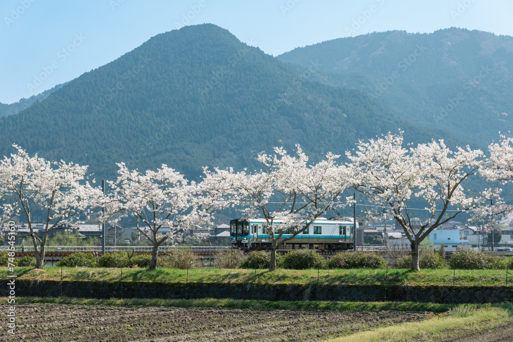 Cherry blossom scenery in the Japanese countryside Stock Photo | Adobe ...