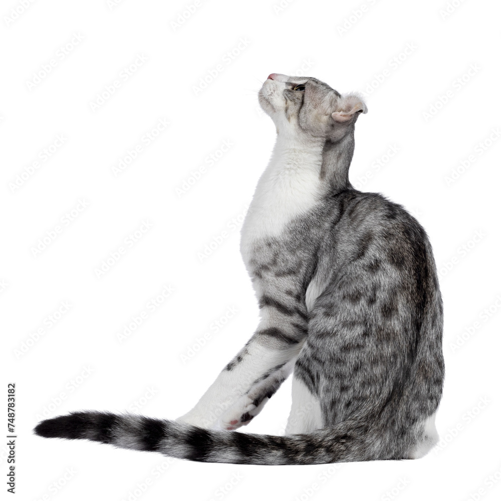 Amazing silver spotted with white American Curl Shorthair cat, sitting side ways. Looking up and ...