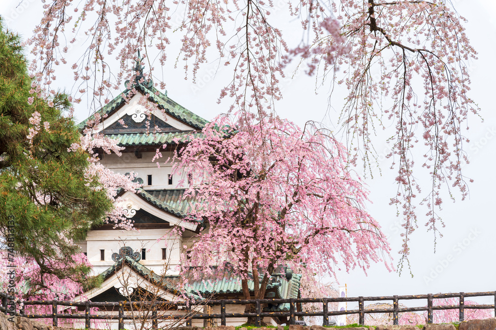 Cherry blossom or Sakura full bloom in the Hirosaki Castle traditional ...