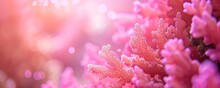 Coral Pink Background Free Stock Photo - Public Domain Pictures