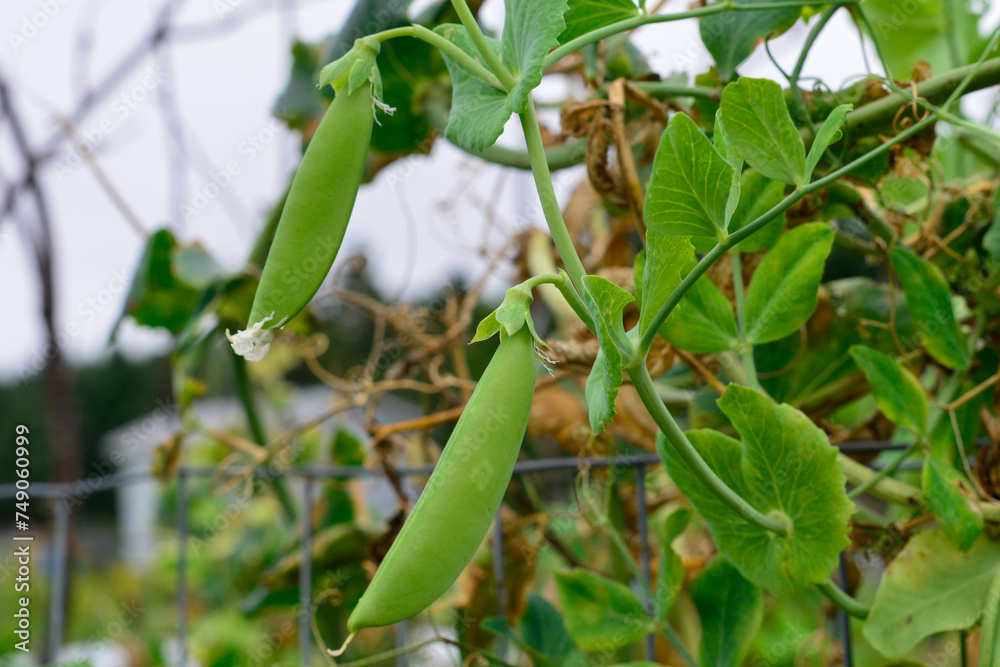 Vibrant green sweet pea pods growing on a vine on a farm. The raw ...