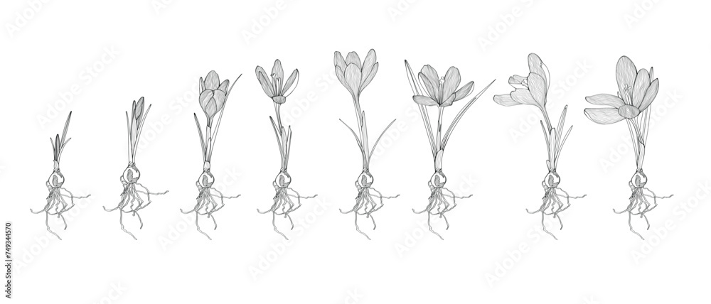Saffron graphic flower black white isolated sketch. Crocus germination ...