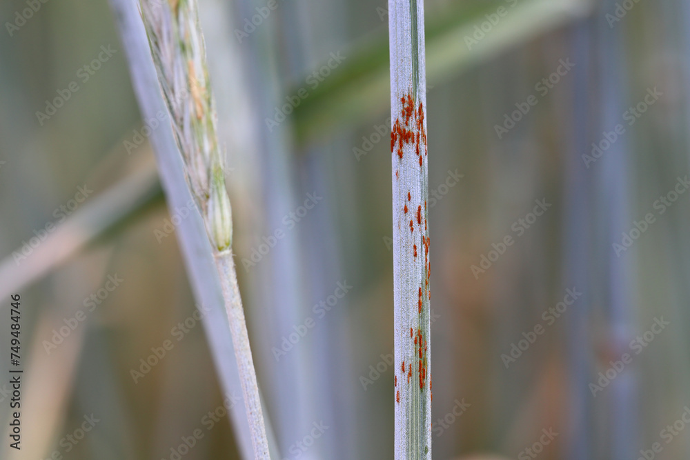 Black stem rust (Puccinia graminis) on stalks of rye (Secale cereale ...