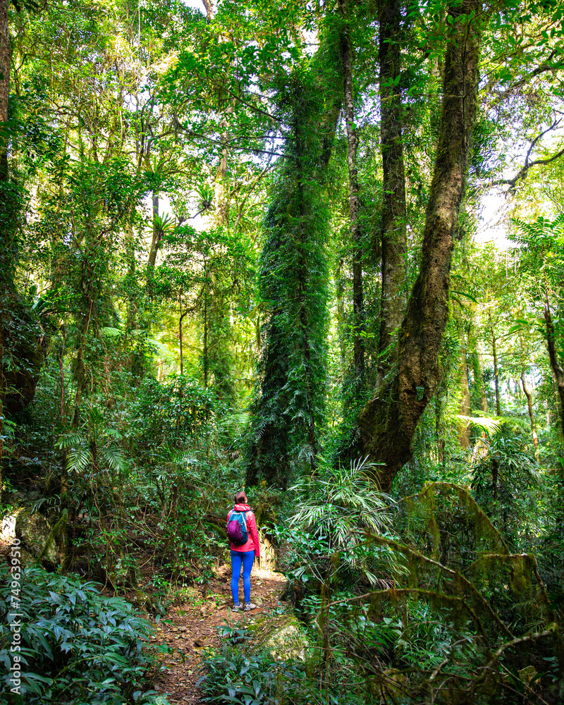 hiker girl with backpack walking through unique dense tropical ...