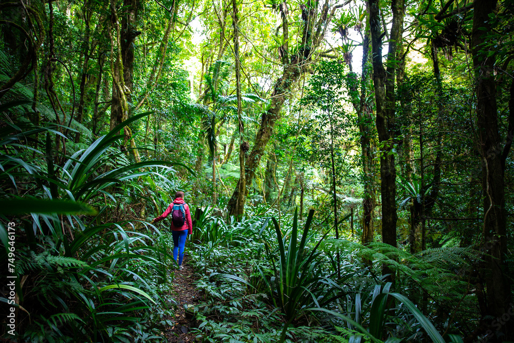 backpacker in colorful clothes walking through dense australian ...