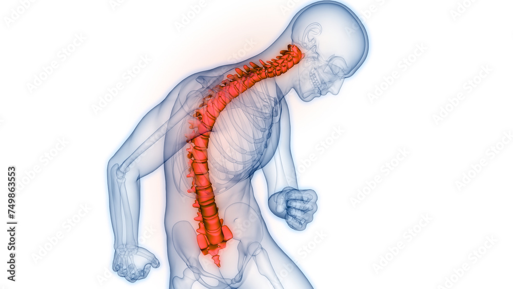 Spinal Cord Vertebral Column of Human Skeleton System Anatomy Stock ...