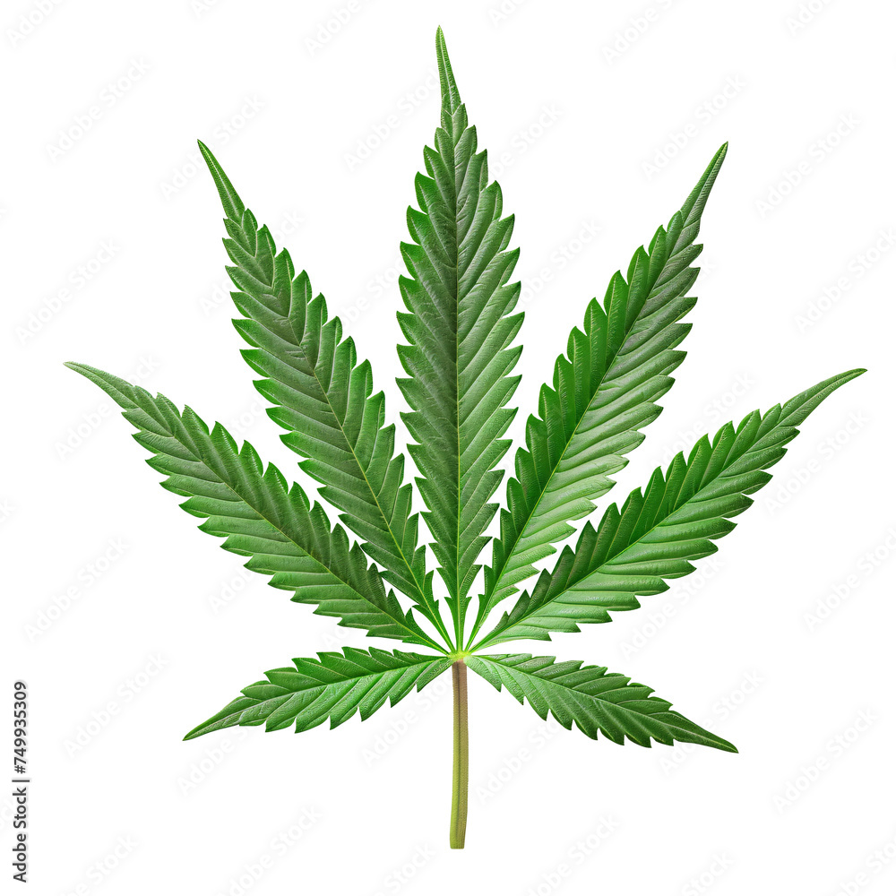 Hemp leaf isolated on transparent background Stock Illustration | Adobe ...