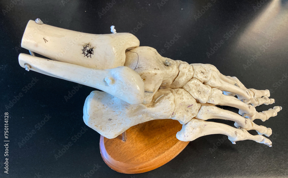 Model of human foot and ankle in a podiatrist office. Structure of ...