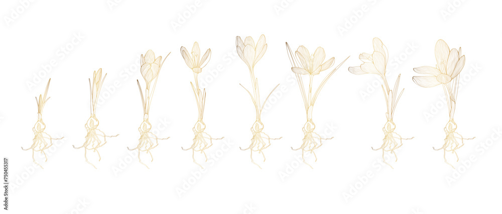 Saffron graphic flower golden line isolated big set. Crocus germination ...