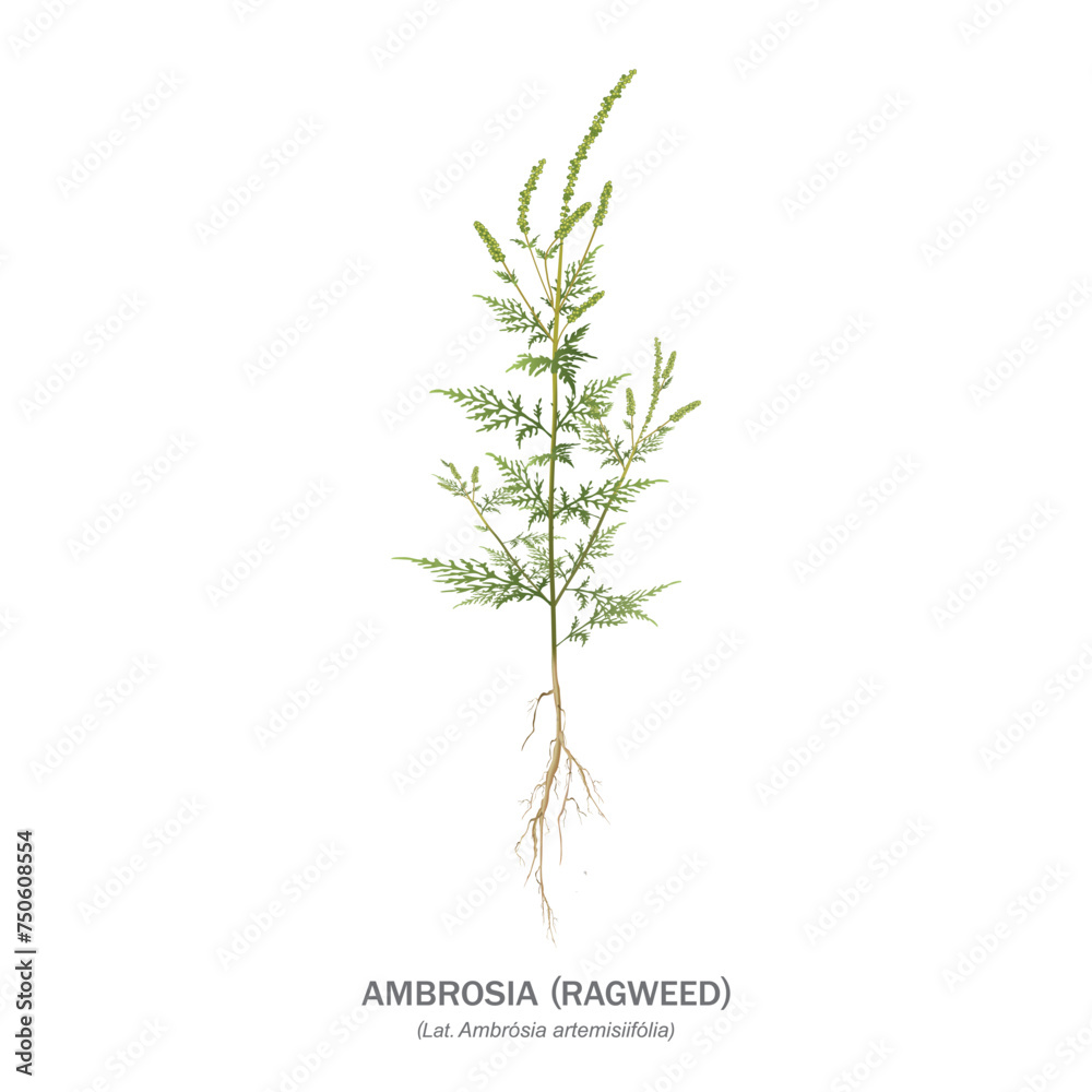 Ragweed (ambrosia). An annual plant medicinal in folk medicine, a ...