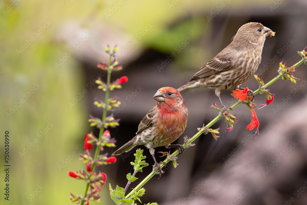 Cute little male and female house finches (Haemorhous mexicanus ...