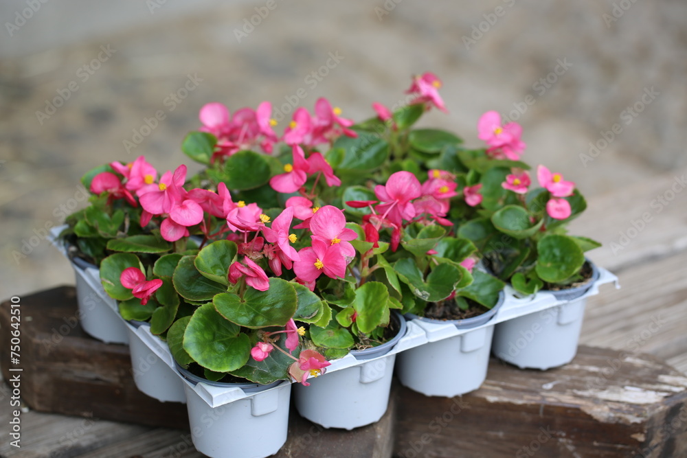 Begonia seedlings waiting to be planted along the balcony. The seedling ...
