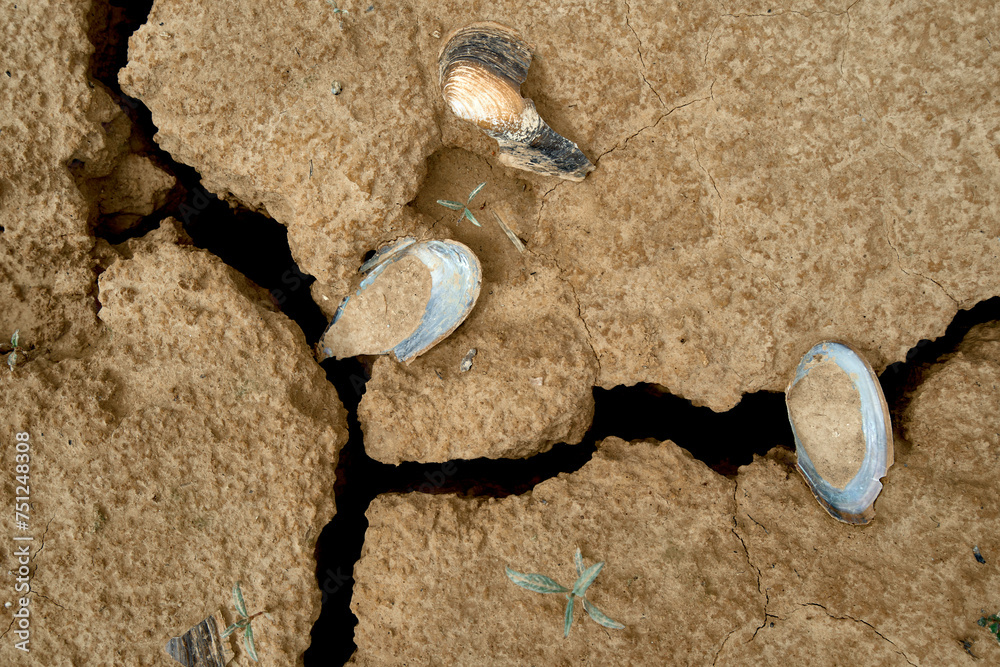 Dead sea animal shells in dry mud cracked by drought Stock Photo ...
