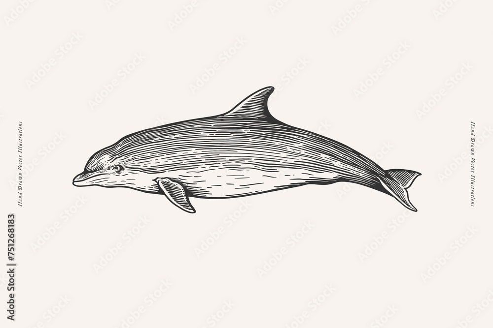 Hand-drawn image of a dolphin. Ocean animal on a light background ...