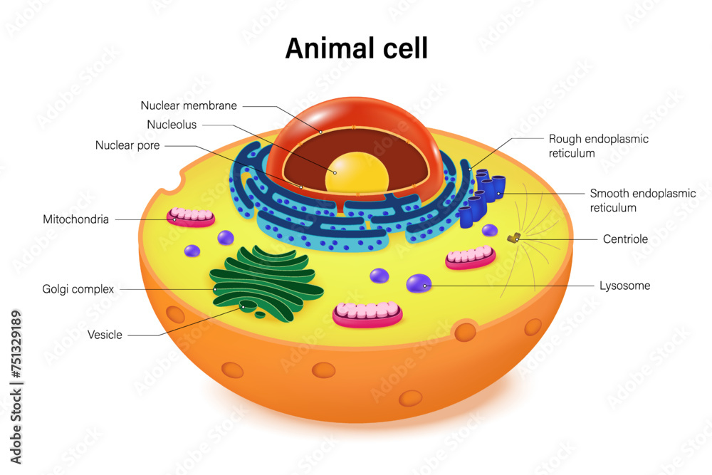 Animal cell structure with organelles. Anatomy of animal cell cross section. Cell biology. Stock ...
