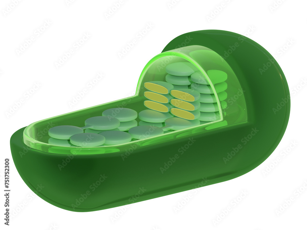 3d icon of green chloroplast involved in photosynthesis structure cell ...