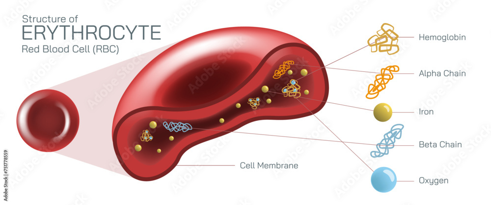 Erythrocyte and RBC or Red blood cell cross section anatomy vector ...