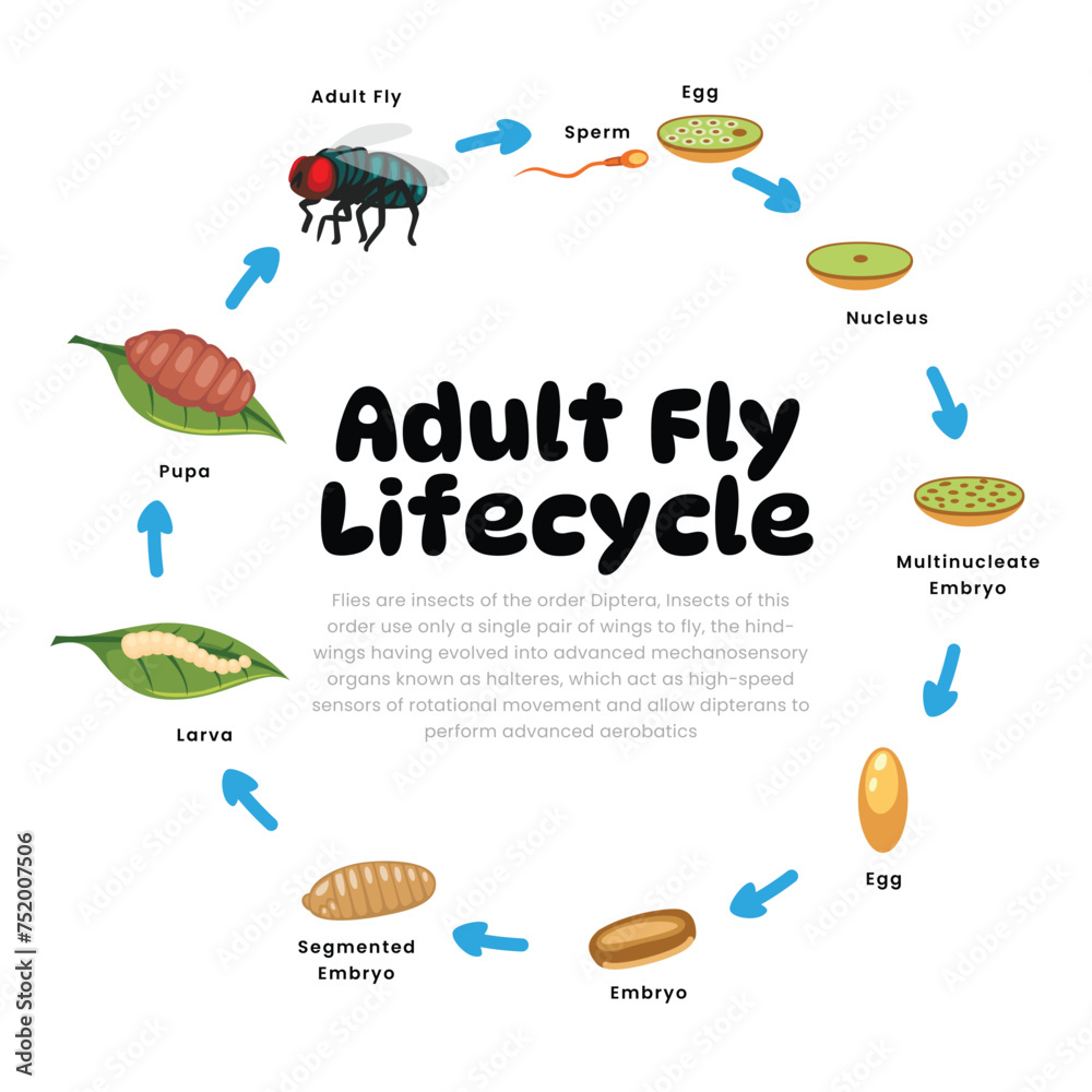 Housefly life cycle poster for education purpose, macro biology science ...