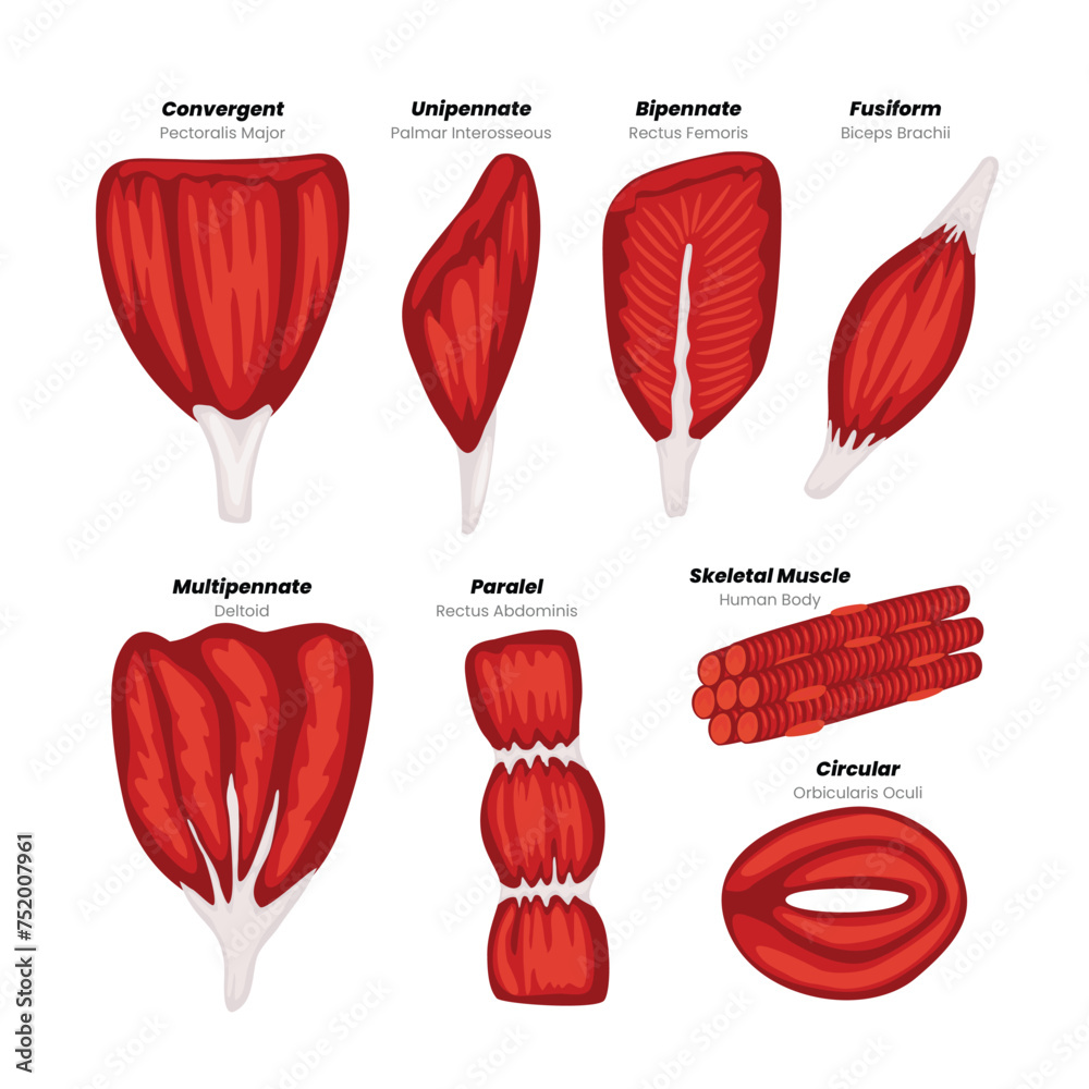 Types of human structure skeletal muscle set collection, human muscle ...