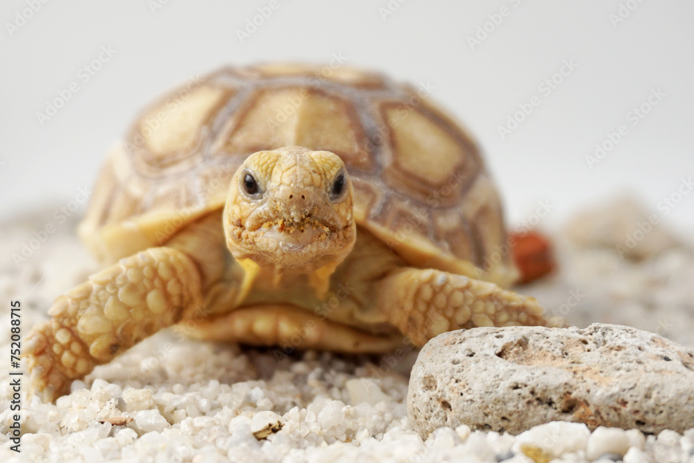 Cute small baby African Sulcata Tortoise in front of white background ...