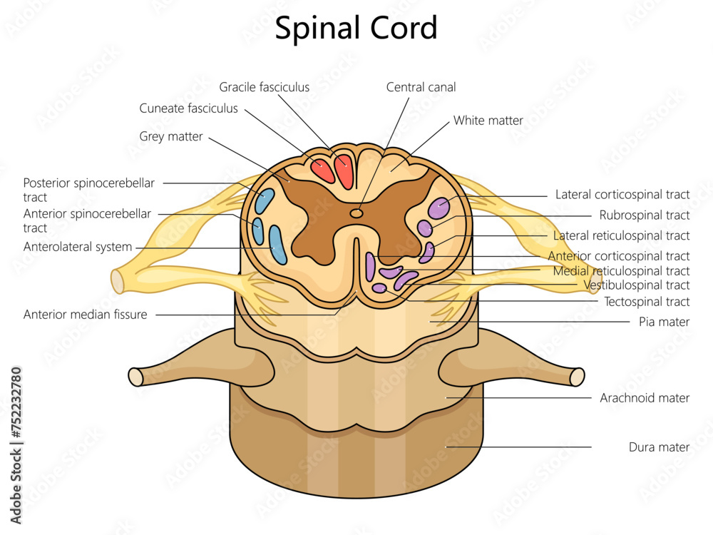 Vector de Stock Human spinal cord structure vertebral column diagram ...