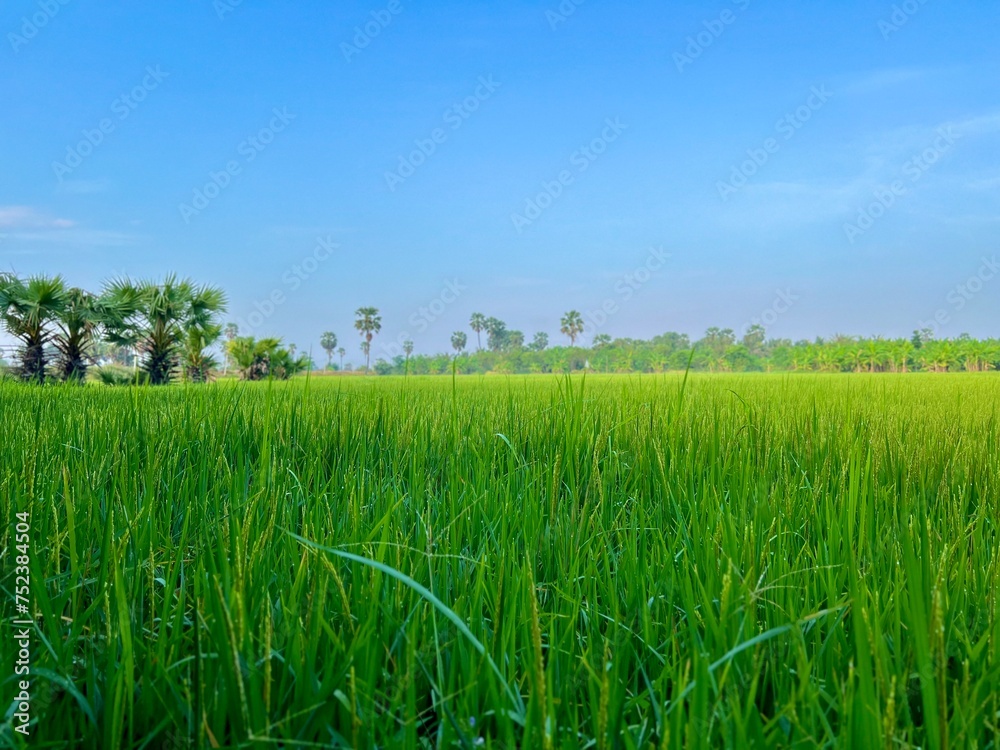 Green rice plant, rice stalks and ears of rice in the field. Organic ...