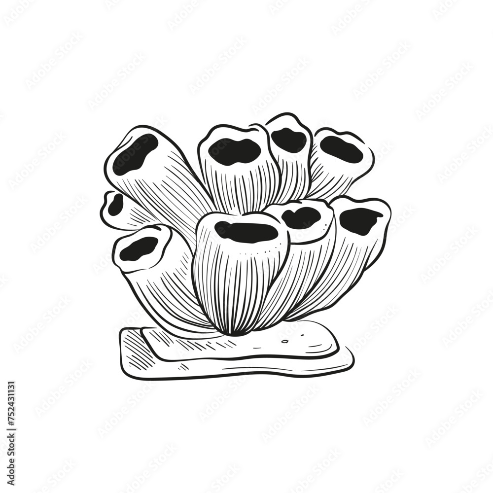 Hand-drawn, engraved line illustrations of realistic mollusk shells in ...