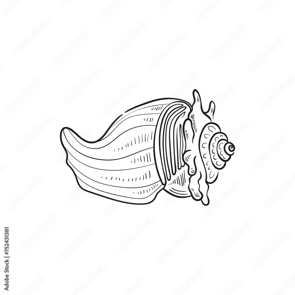 Hand-drawn, engraved line illustrations of realistic mollusk shells in ...
