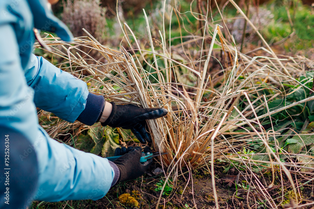 Cutting back ornamental grasses in spring garden. Gardener pruning ...