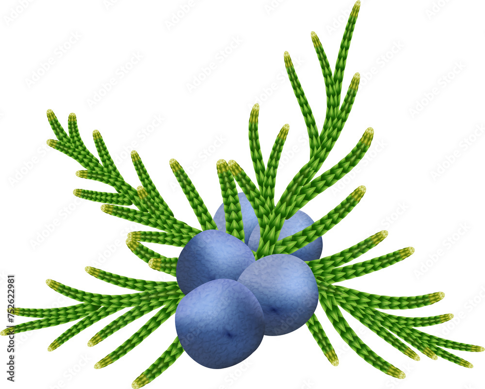 thuja leaf of tree. leaves. Flora and nature theme for paper cutting ...