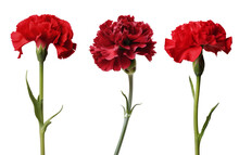 Single Red Carnation Free Stock Photo - Public Domain Pictures