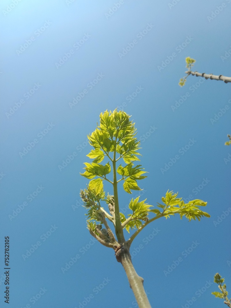 melia azedarach leaves or young leaves of chinaberry tree, pride of ...