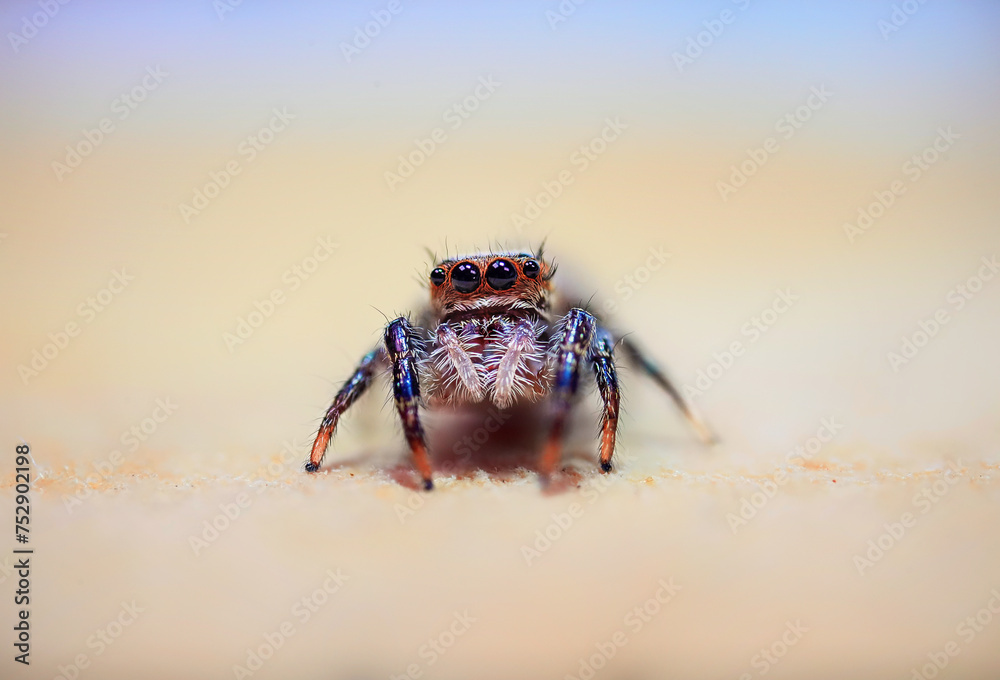 Phidippus regius jump spider, jumping spider animal arachnid group of ...