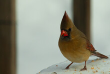 Male Cardinal Bird On Table Free Stock Photo - Public Domain Pictures
