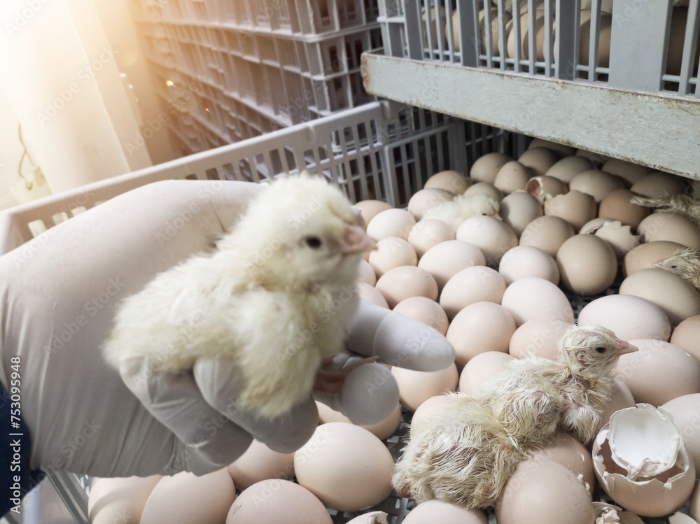 Quality Control check and Inspection A newborn chick emerges from the ...