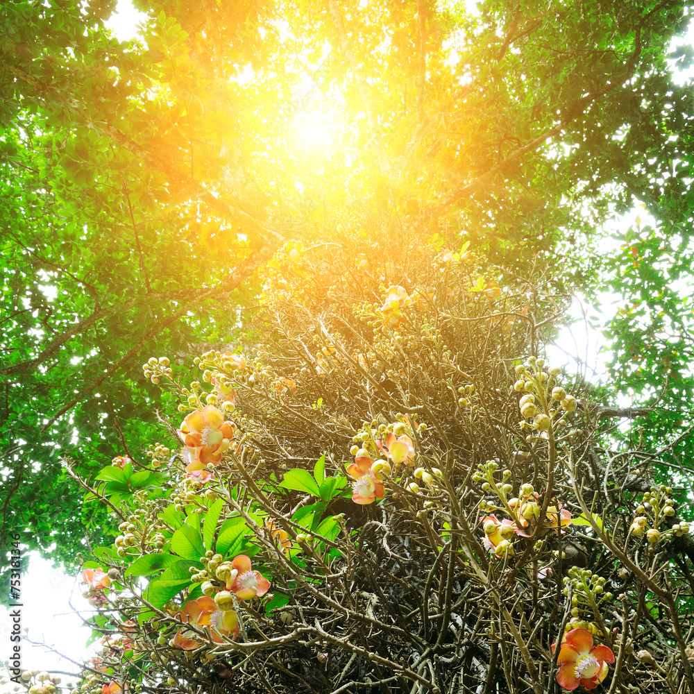 flower of the sacred Bo tree and sun. Stock Photo | Adobe Stock