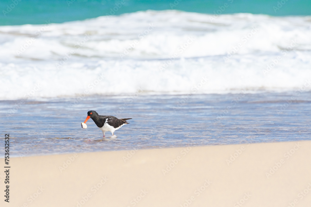 Stock-Foto „Eurasian oystercatcher (Haematopus ostralegus) a medium ...