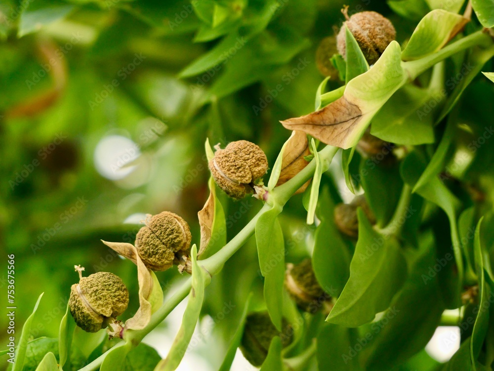 Flowers and fruits of caper spurge or paper spurge, gopher spurge ...