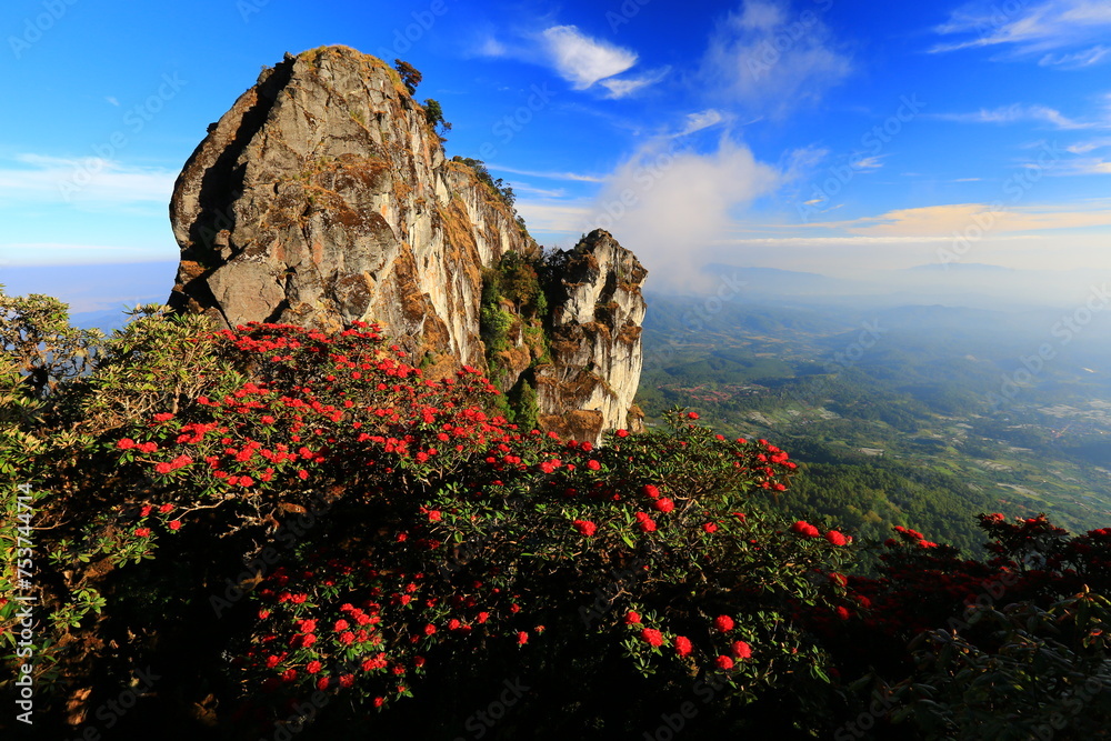 Rhododendron Arboreum is an evergreen shrub or small tree with a showy ...