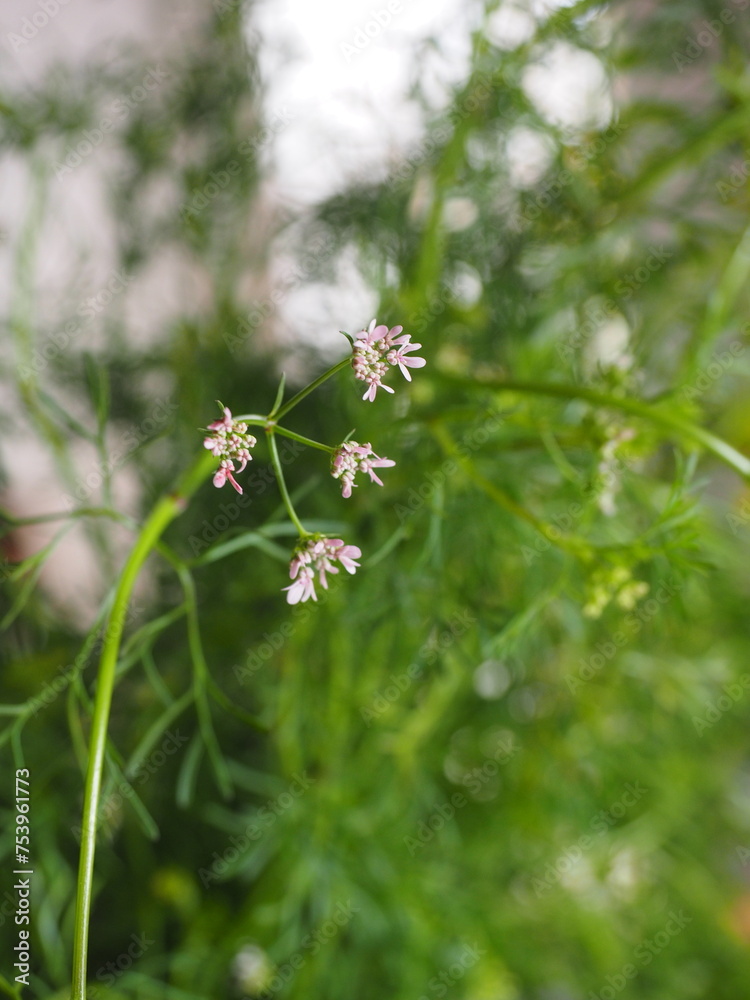 cilantro, culantro, hierba aromática, rama de cilantro, verde, flores ...