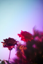 Rainbow Rose Free Stock Photo - Public Domain Pictures