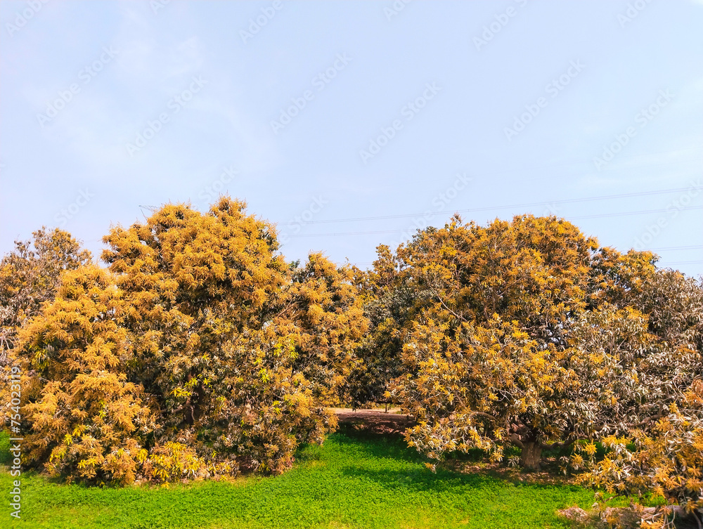 Mango tree inflorescence flowering mangoes fruit plant blossom blooming ...