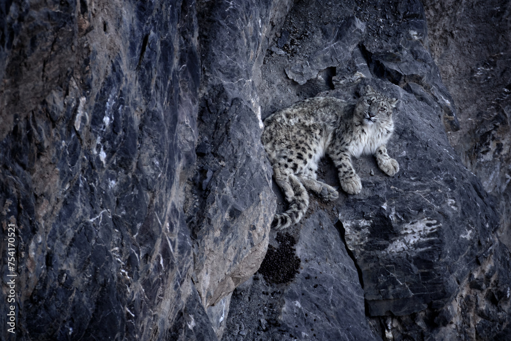Snow leporad in the nature mountain habitat, Spiti Valley, Himalayas in ...