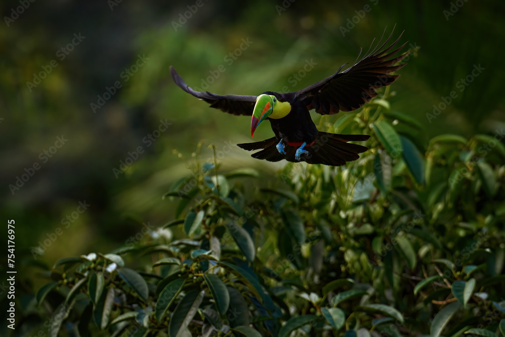 Photo Stock wildlife. Tropic bird fly. Flying jungle bird during rain ...