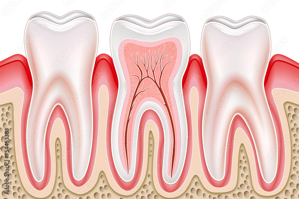 eeth/Molars crosssection diagram in a side view, PNG, in, a Dental ...