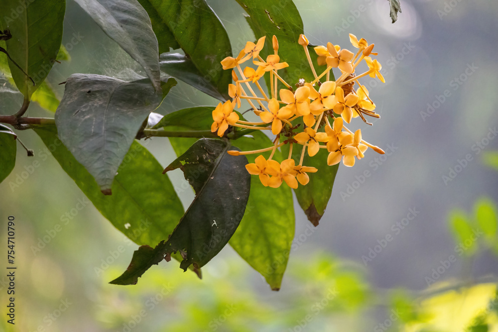 Jungle geranium (Ixora coccinea) flower is blooming in the garden. It ...