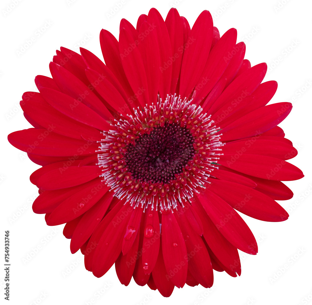 Beautiful red daisy flower on isolated transparent background. Tropical ...