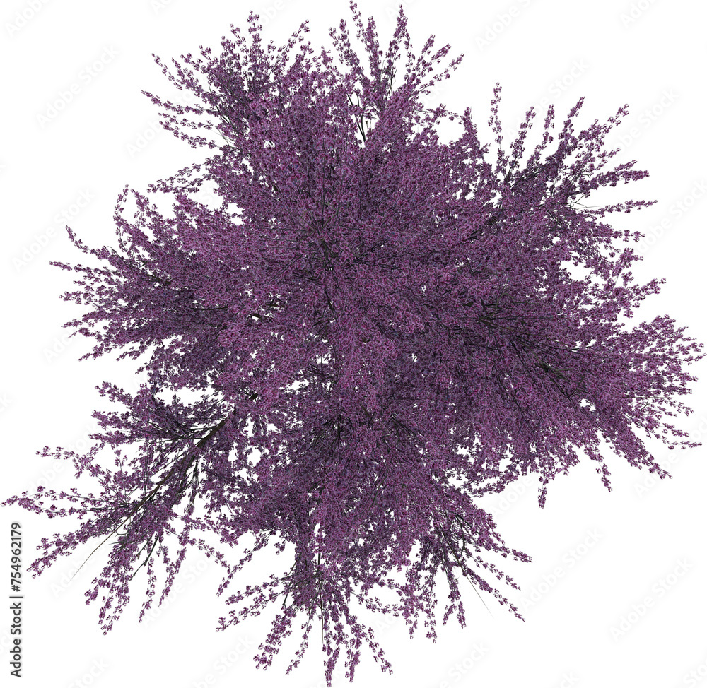 Isolated Realistic 3D Plant Tree Top View Plan Render on transparent ...