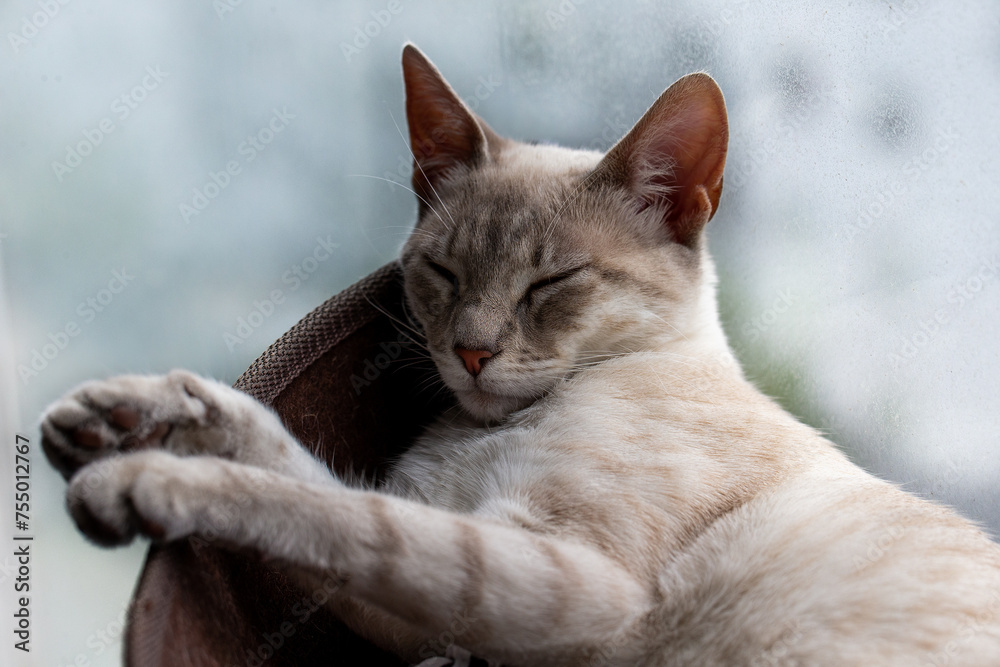 Siamese cats are known for their striking appearance, with a sleek ...