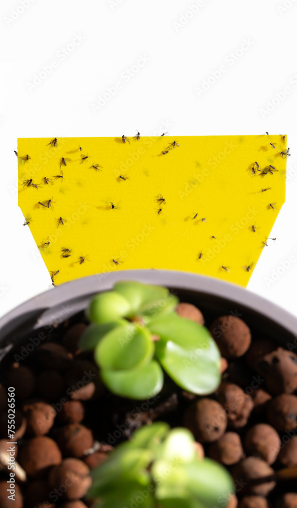 Fungus gnats on yellow sticky trap for insects of indoor plants (midges ...